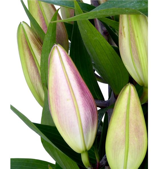 Lilium oriental hol tarrango 95