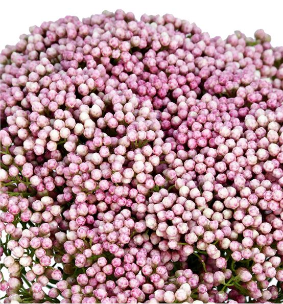 Ozoth coods tall pinks 50