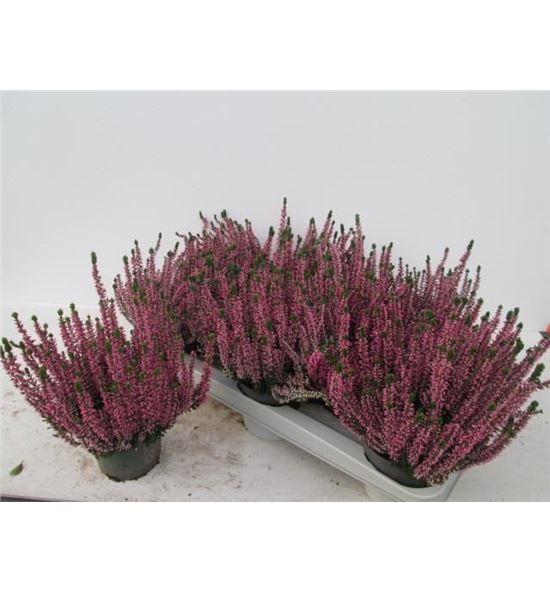 Pl. calluna beauty-ladies michelle 25cm x10