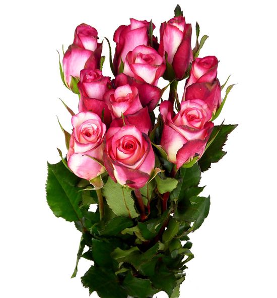 Rosa hol spark condor 50