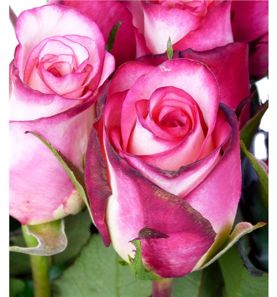 Rosa hol spark condor 50