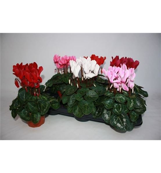 Pl. cyclamen midi allure 27cm x6
