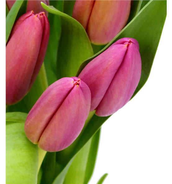 Tulipan ace pink 34