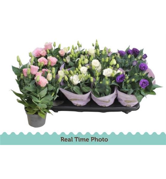 Pl. eustoma julietta mixto 30cm x8