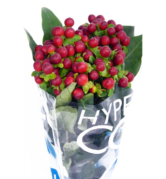 Hypericum coco grando 40