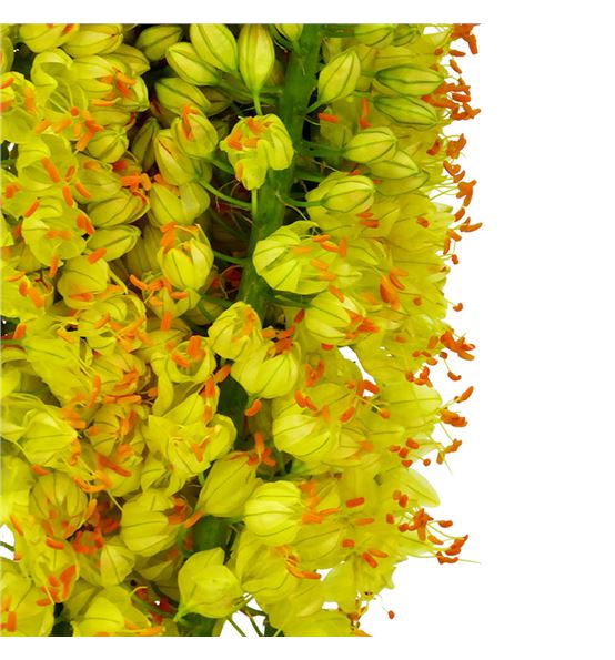 Eremurus yellow cleopatra 90