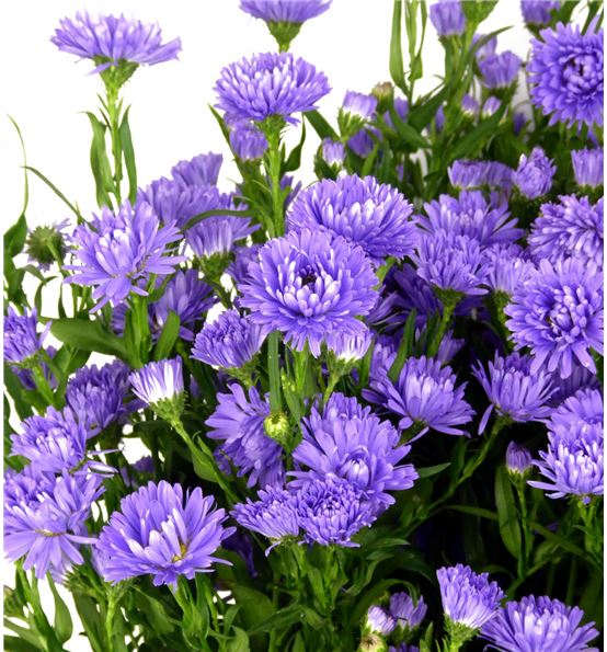 Aster astee milka 70