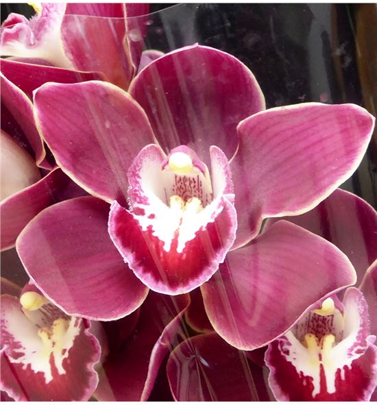 Cymb red vel hen x6 - Bruflor