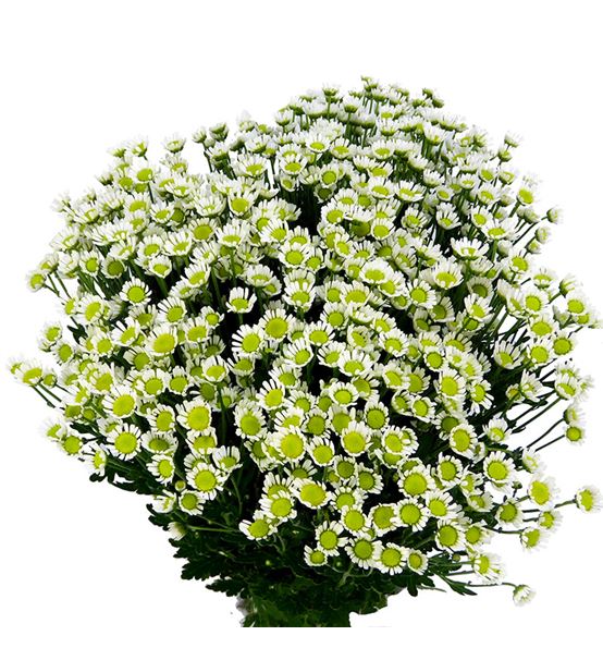 Cr santini white kerio spider 55