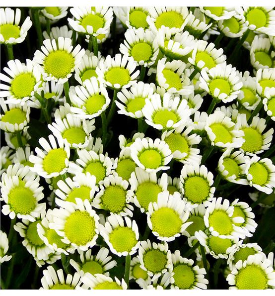 Cr santini white kerio spider 55