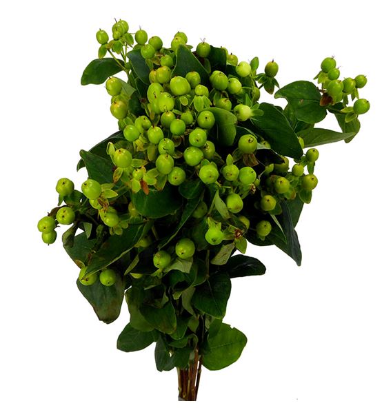 Hypericum mag green revelation 60