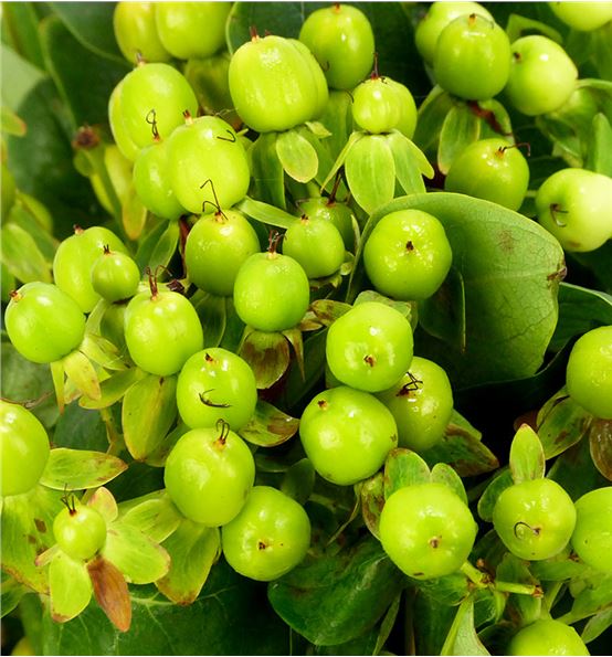 Hypericum mag green revelation 60