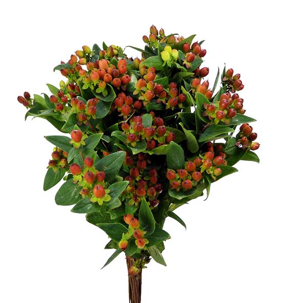 Hypericum mag indian 60