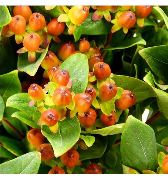 Hypericum mag indian 60