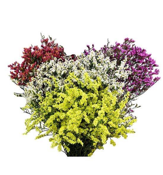 Limonium diamond mixto 65