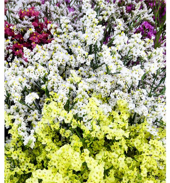 Limonium diamond mixto 65