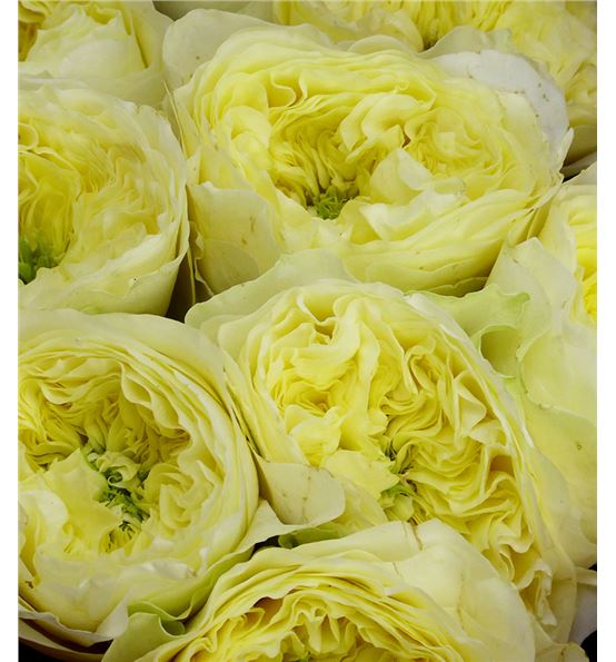 Rosa hol solsbury hill 60
