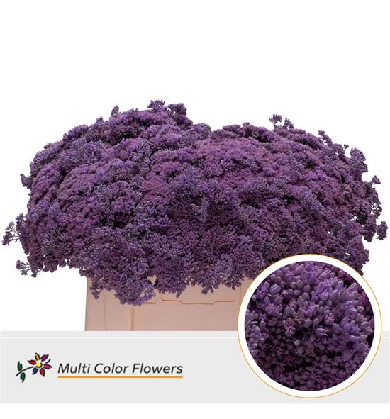 Sedum teñido milka 55