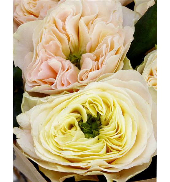 Rosa hol stanley abbey 40