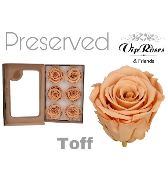 Rosa preservada toffee collor 6 unid