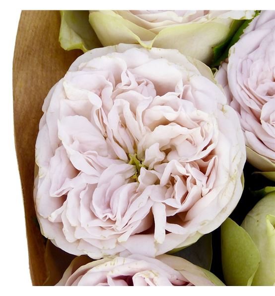 Rosa hol shades of grey 40