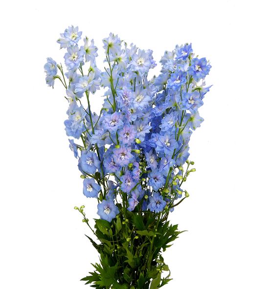 Delph centur skyblue 70