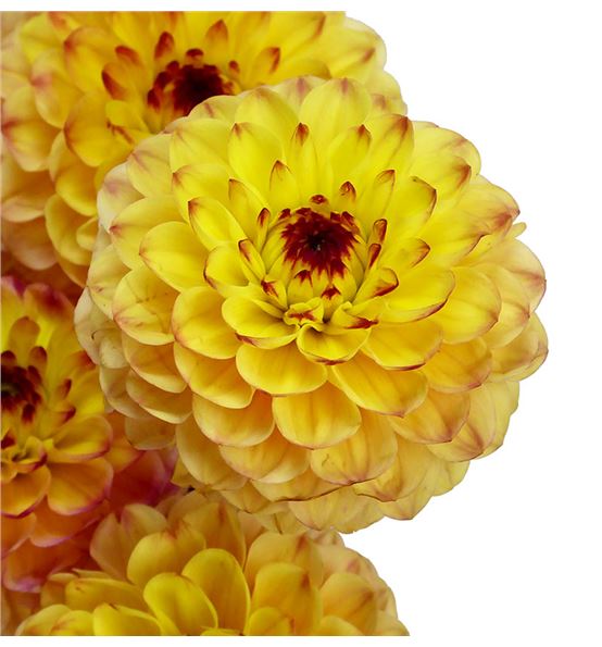 Dahlia yellow jill 55