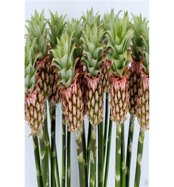 Ananas baby green 50