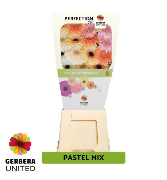 Gerbera mixto pastel 50 x15