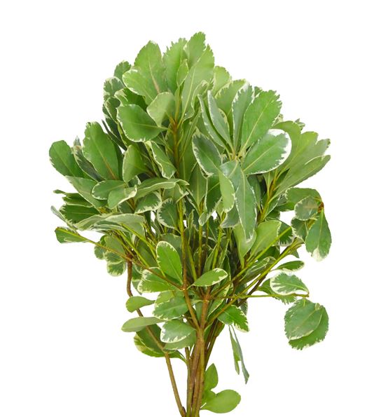 Pittosporum ilan 55