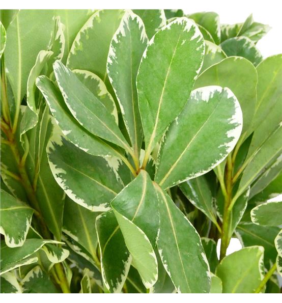 Pittosporum ilan 55