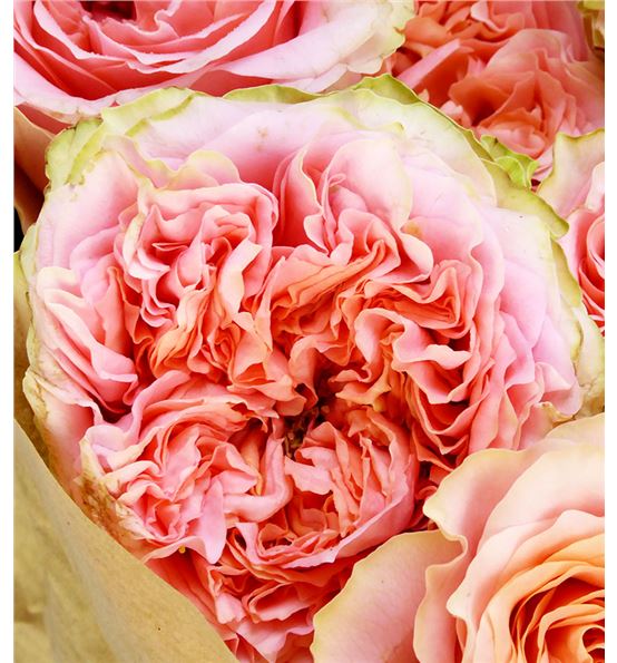 Rosa hol country spirit romance 60