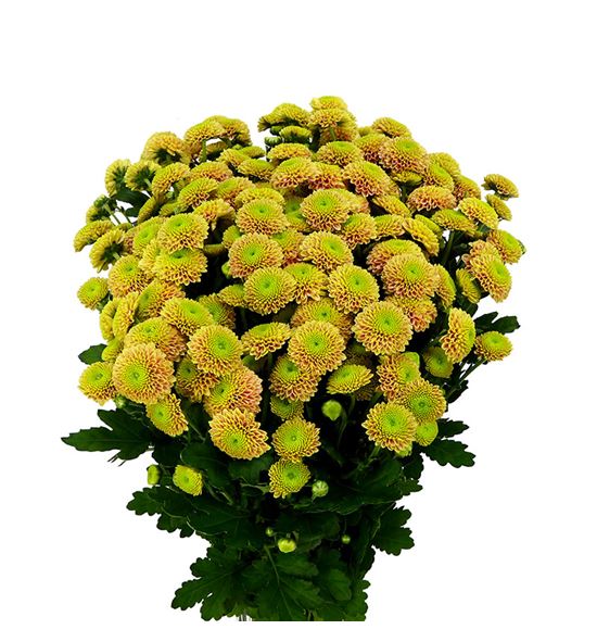 Cr santini jeanny peach 55