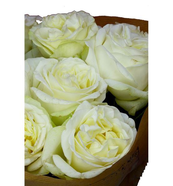 Rosa hol lady lindsey 70