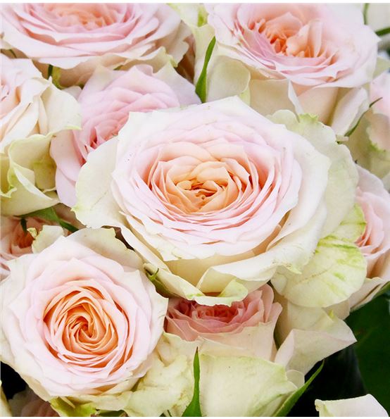 Rs ramificada rosanella 50