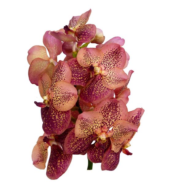 Vanda leopard coral x16 - Bruflor