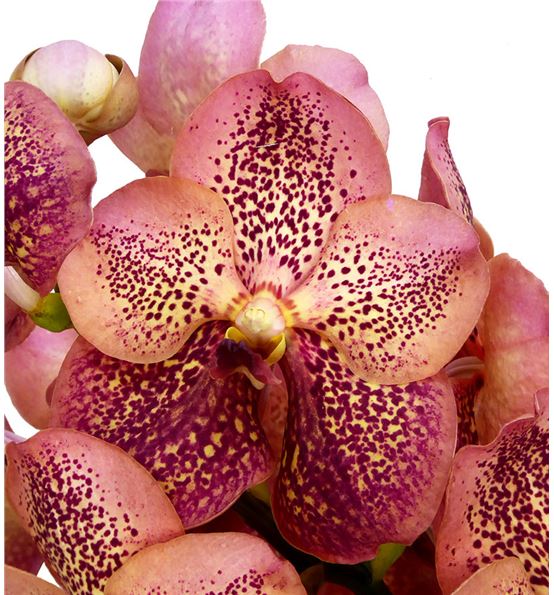 Vanda leopard coral x16 - Bruflor