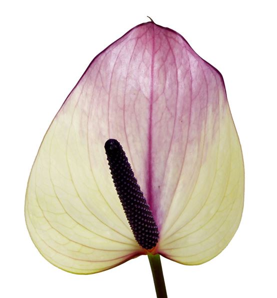 Anth maxima violeta x12