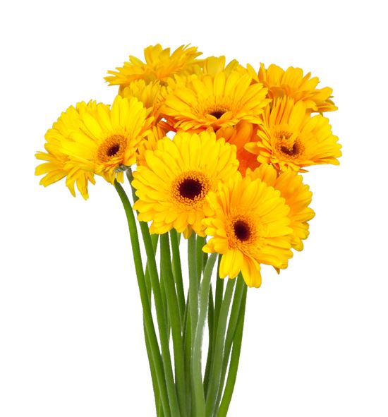 Gerb mini bison gold 50