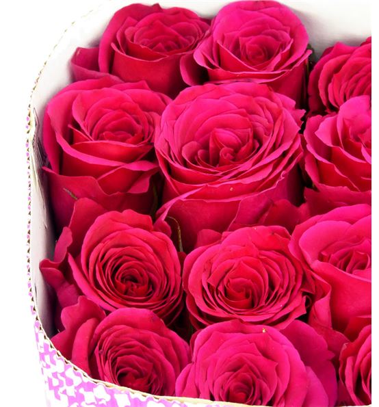 Rosa col queenberry 50