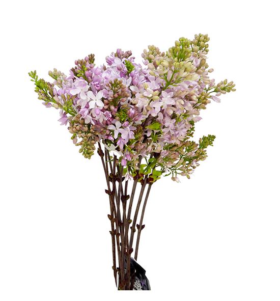 Syringa esther staley 50