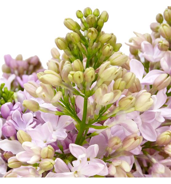 Syringa esther staley 50