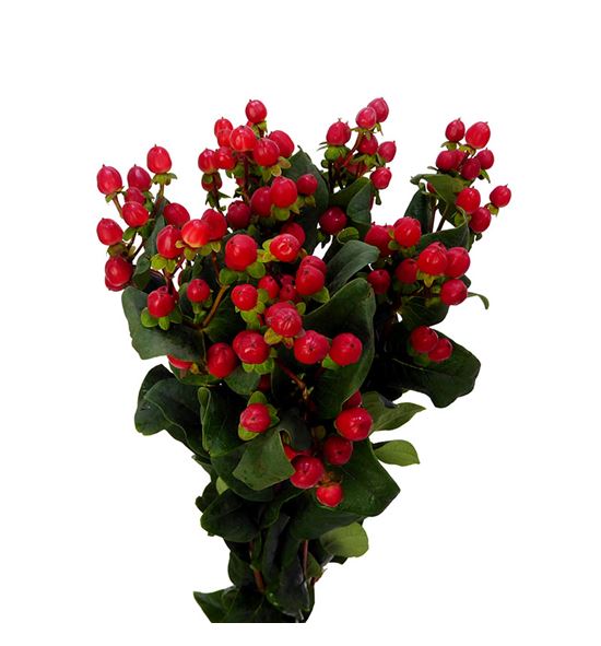 Hypericum red start 50