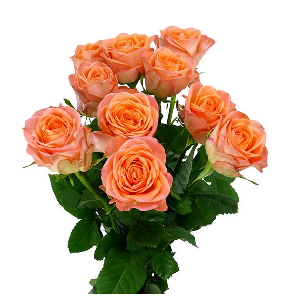 Rosa hol country spirit home 70