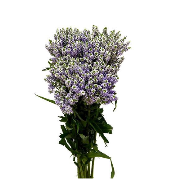 Veronica smart splash 60