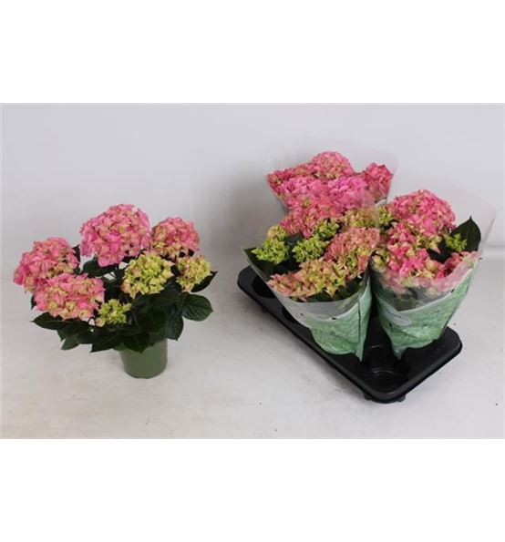 Pl. hydrangea early rose 35cm x4