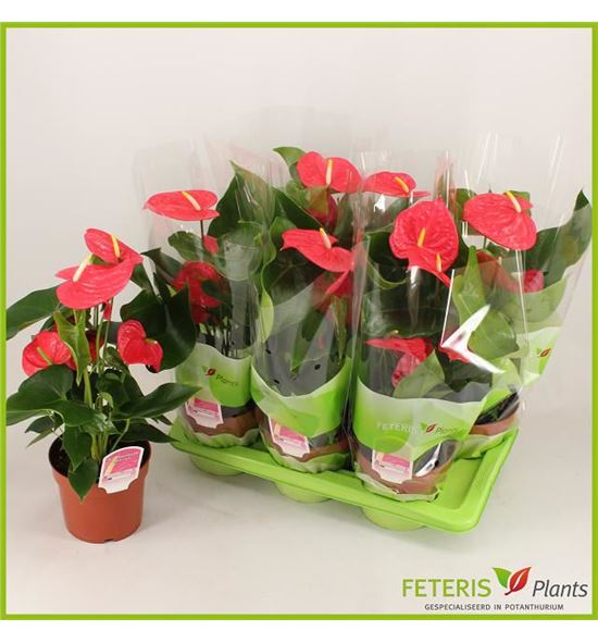 Pl. anthurium california 60cm x6