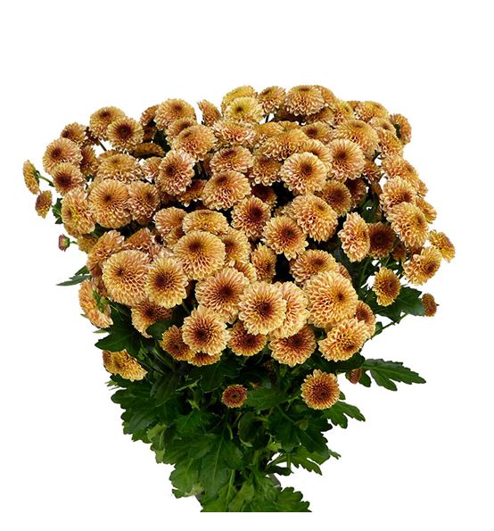 Cr santini doria salmon 55