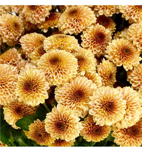 Cr santini doria salmon 55