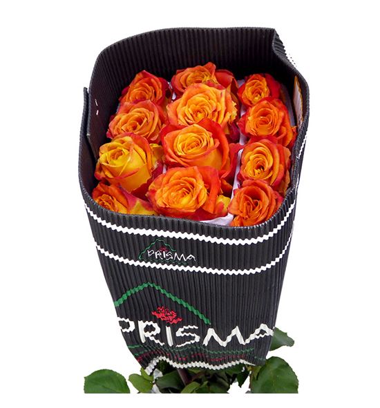 Rosa ecu silantoi 40